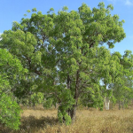 Bolusanthus speciosus (Tree wisteria) – Nectasource