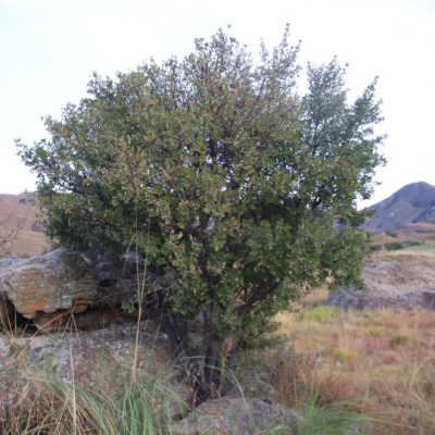 Diospyros lycioides (Bluebush) – Nectasource