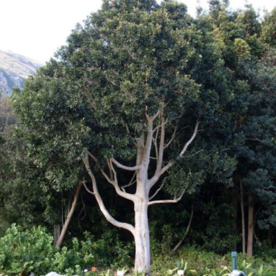 Nectasource – Project Management and Landscaping Support