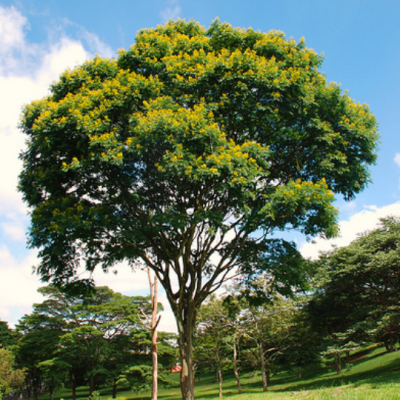 Libidibia ferrea (Leopard tree) – Nectasource