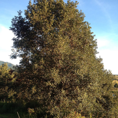 Quercus rugosa (Netleaf oak) – Nectasource