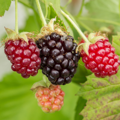 Rubus fruticosus idaeus (Tayberry) – Nectasource