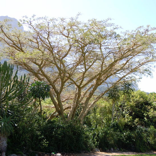 Vachellia sieberiana (Paperbark thorn) – Nectasource