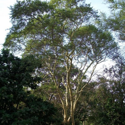 Vachellia xanthophloea (Fever tree) – Nectasource