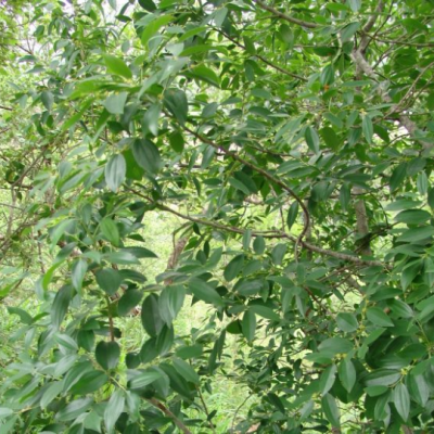 Ziziphus rivularis (False buffalo-thorn) – Nectasource