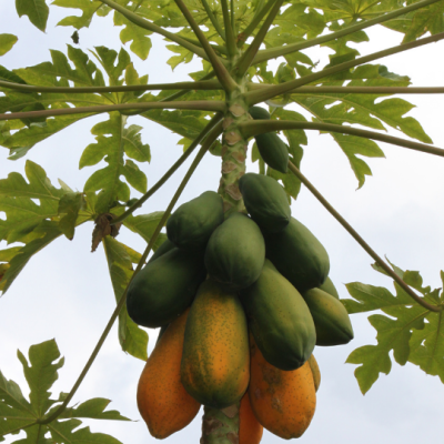 Carica papaya (Papaya) – Nectasource
