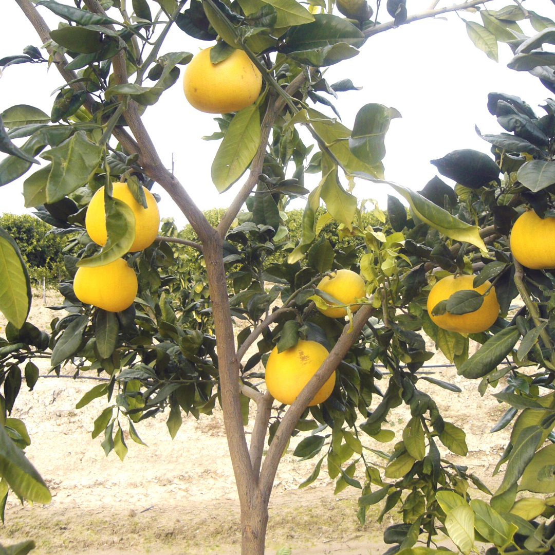 Citrus paradisi (Grapefruit) – Nectasource