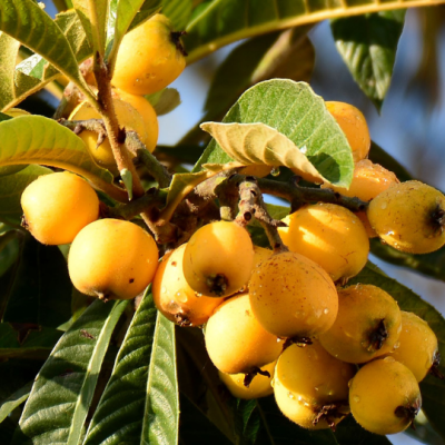 Eriobotrya japonica (Loquat) – Nectasource