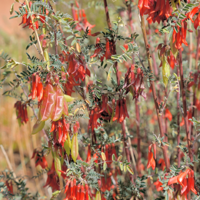 Lessertia frutescens (Cancer bush) – Nectasource