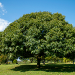 Mangifera indica (Mango tree) – Nectasource