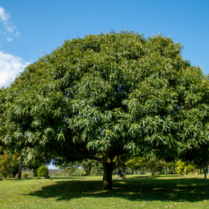 Mangifera indica (Mango tree) – Nectasource