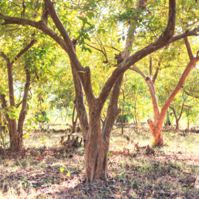 Psidium guajava (Common guava) – Nectasource